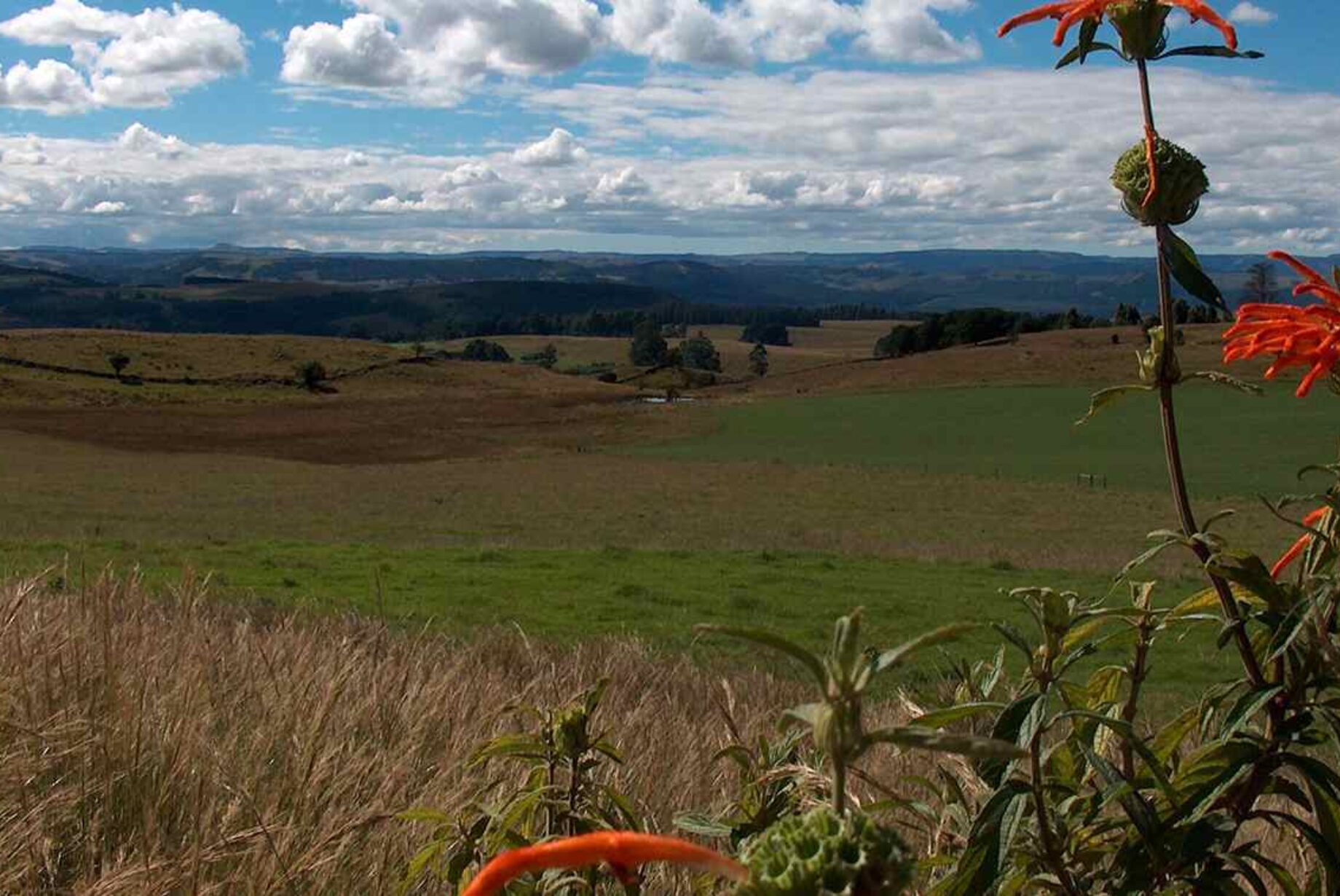 Maputaland-Pondoland-Albany | CEPF