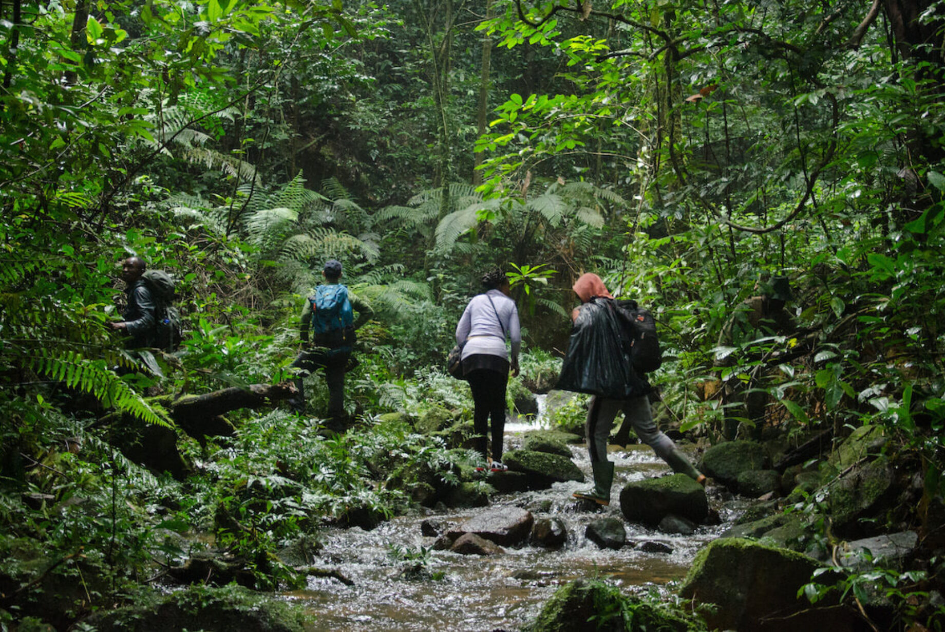 Guinean Forests of West Africa | CEPF
