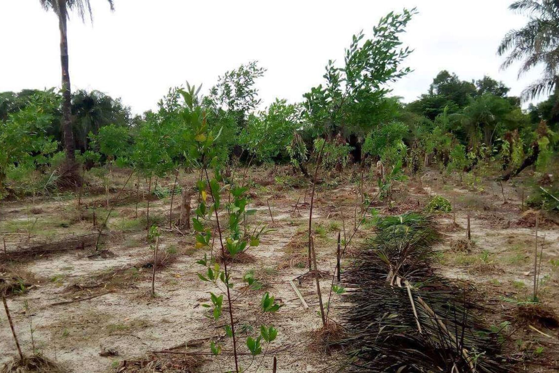 Guinean Forests of West Africa | CEPF