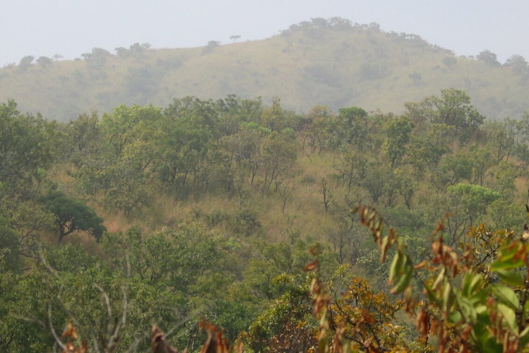 Guinean Forests of West Africa | CEPF