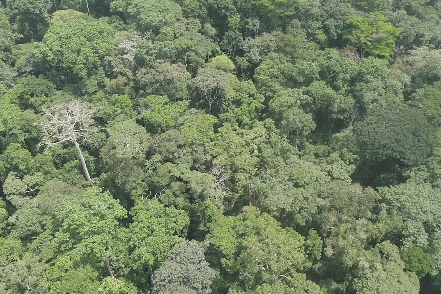 Guinean Forests of West Africa | CEPF