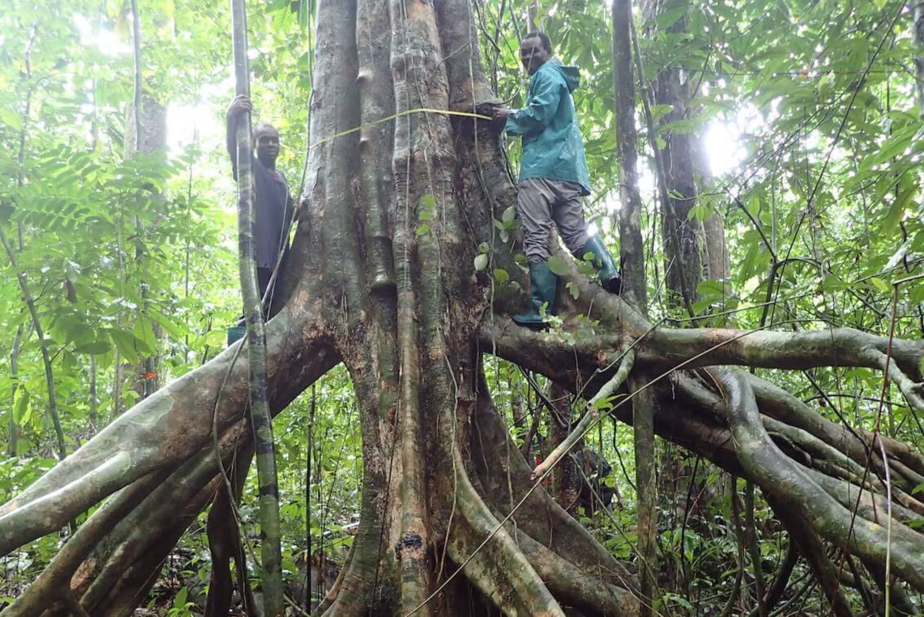 Guinean Forests of West Africa | CEPF