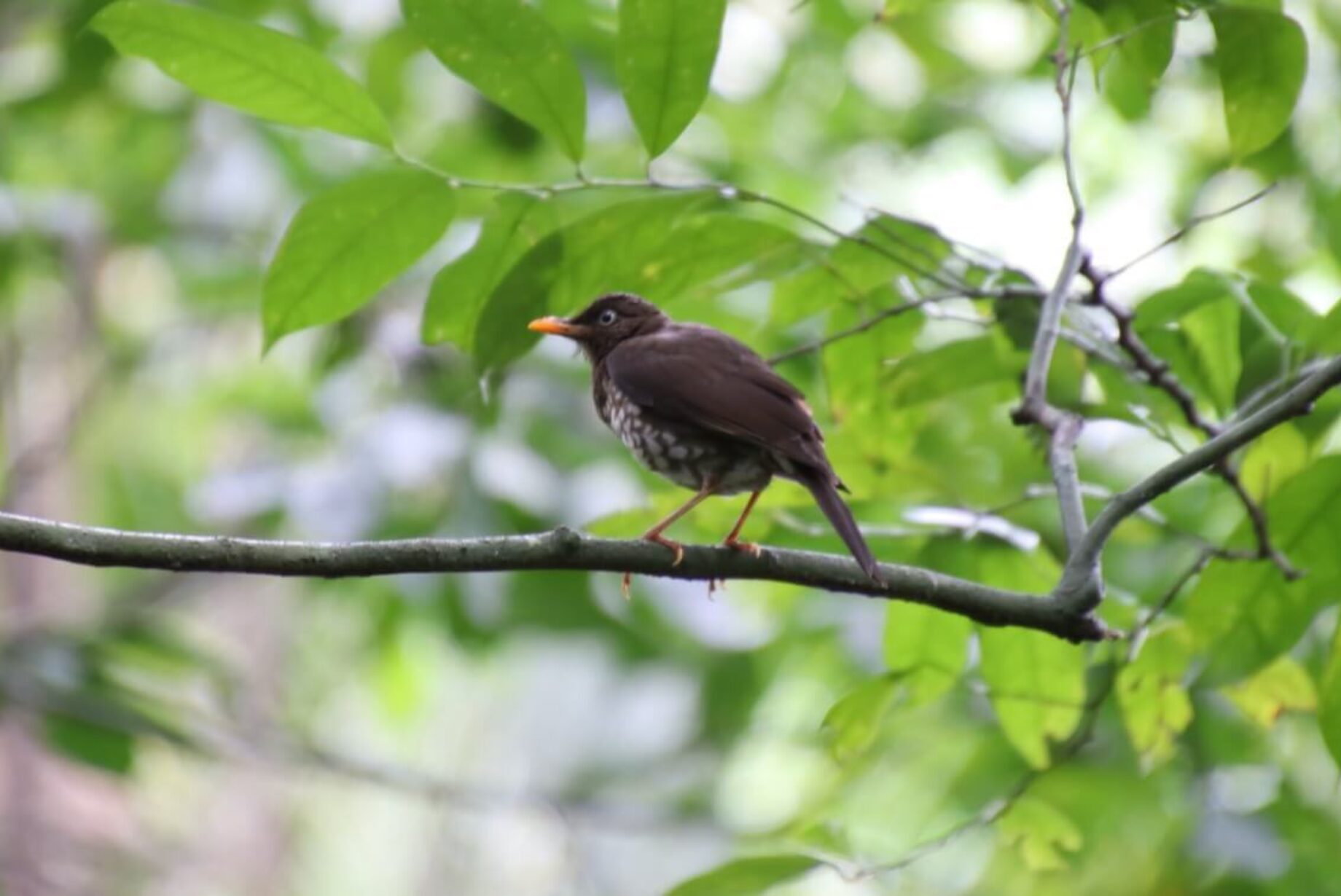 Guinean Forests of West Africa | CEPF