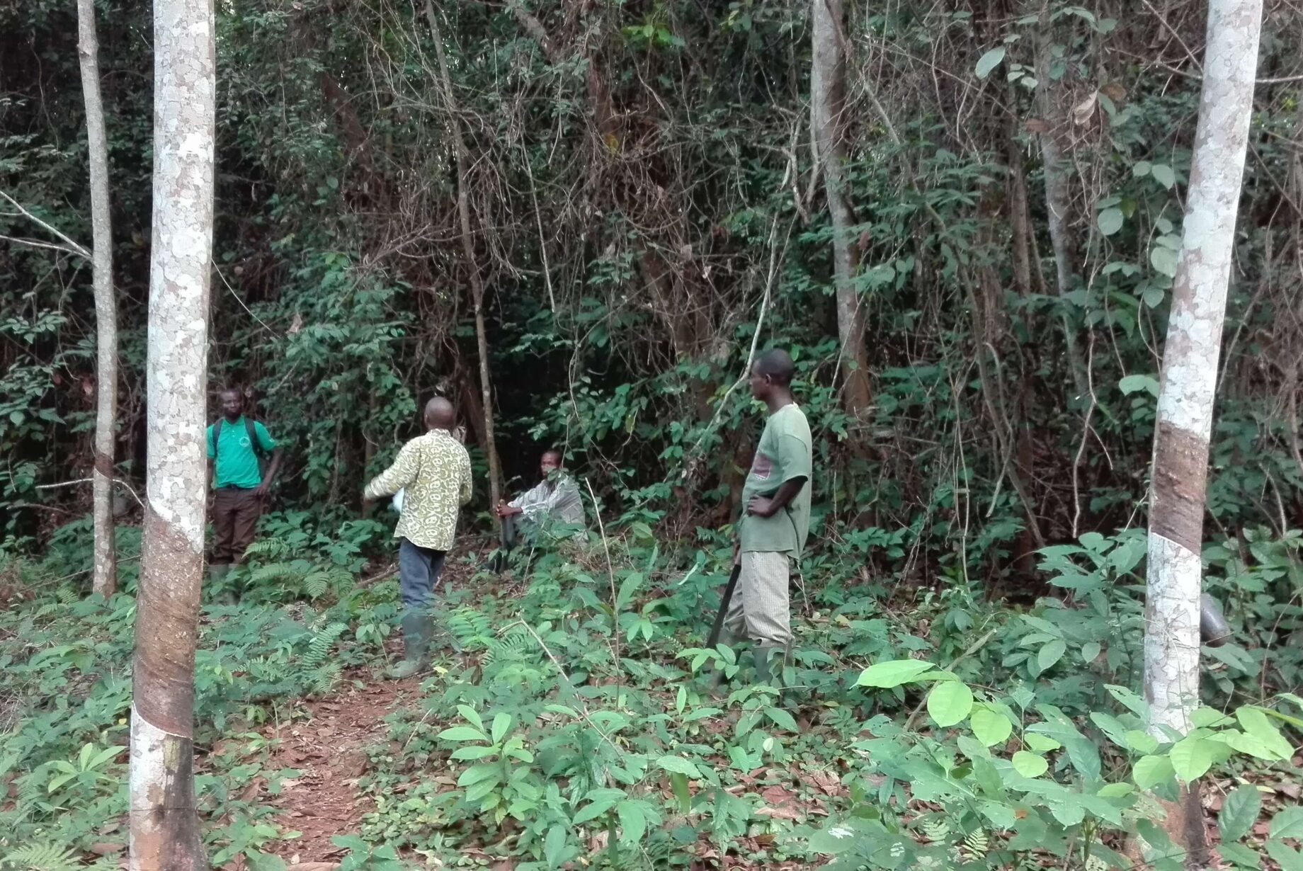 Guinean Forests of West Africa | CEPF