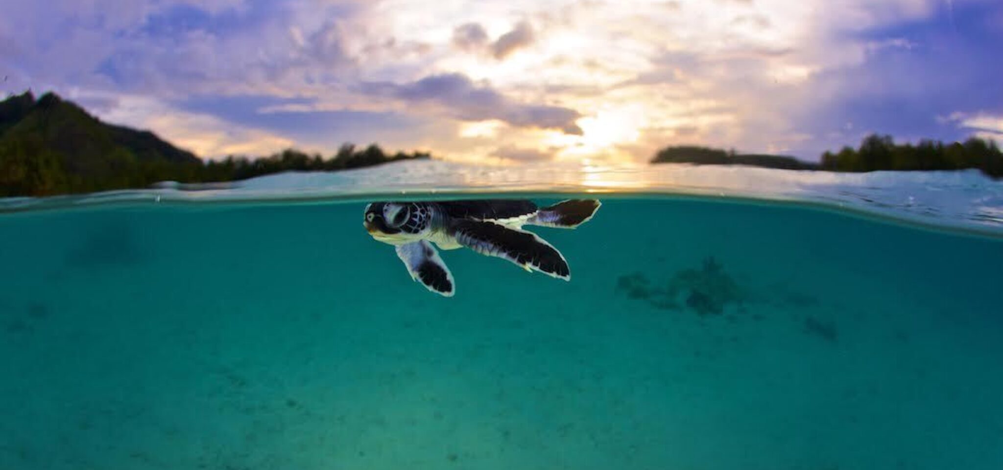 Conservation Grants | CEPF