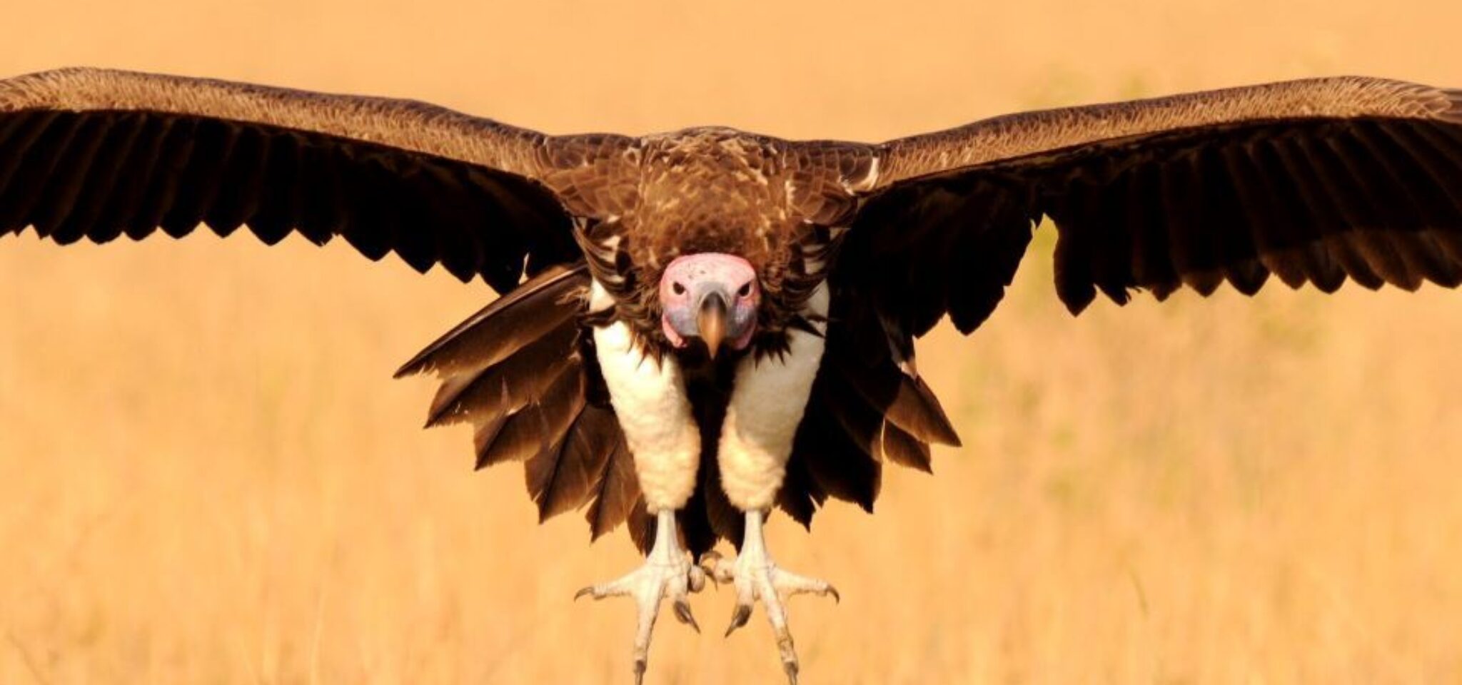 Conservation Continues | CEPF