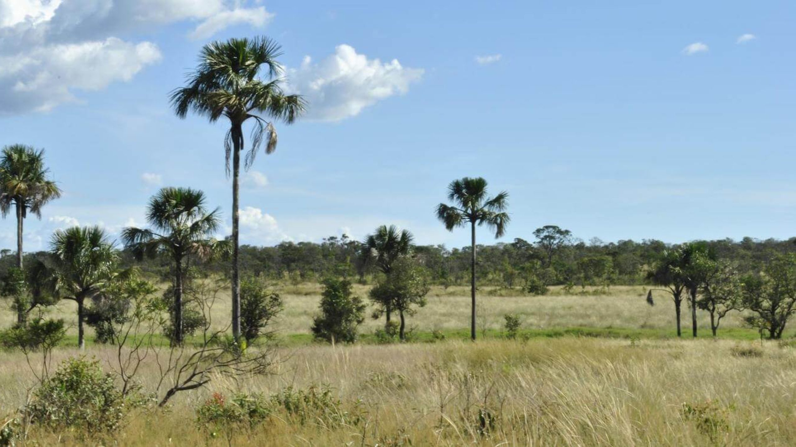 Regional Implementation Team - Cerrado | Page 33 | CEPF | CEPF
