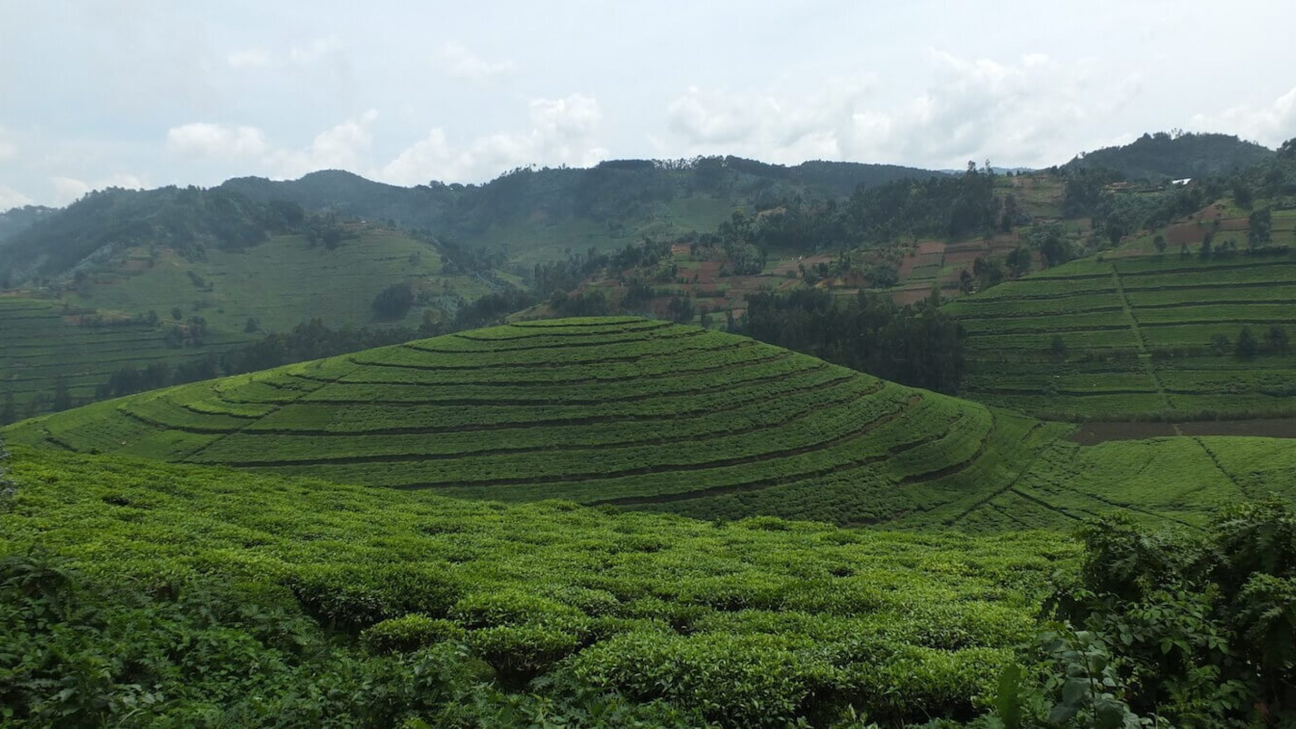 Promoting the Recognition of the Eastern Afromontane Key Biodiversity ...