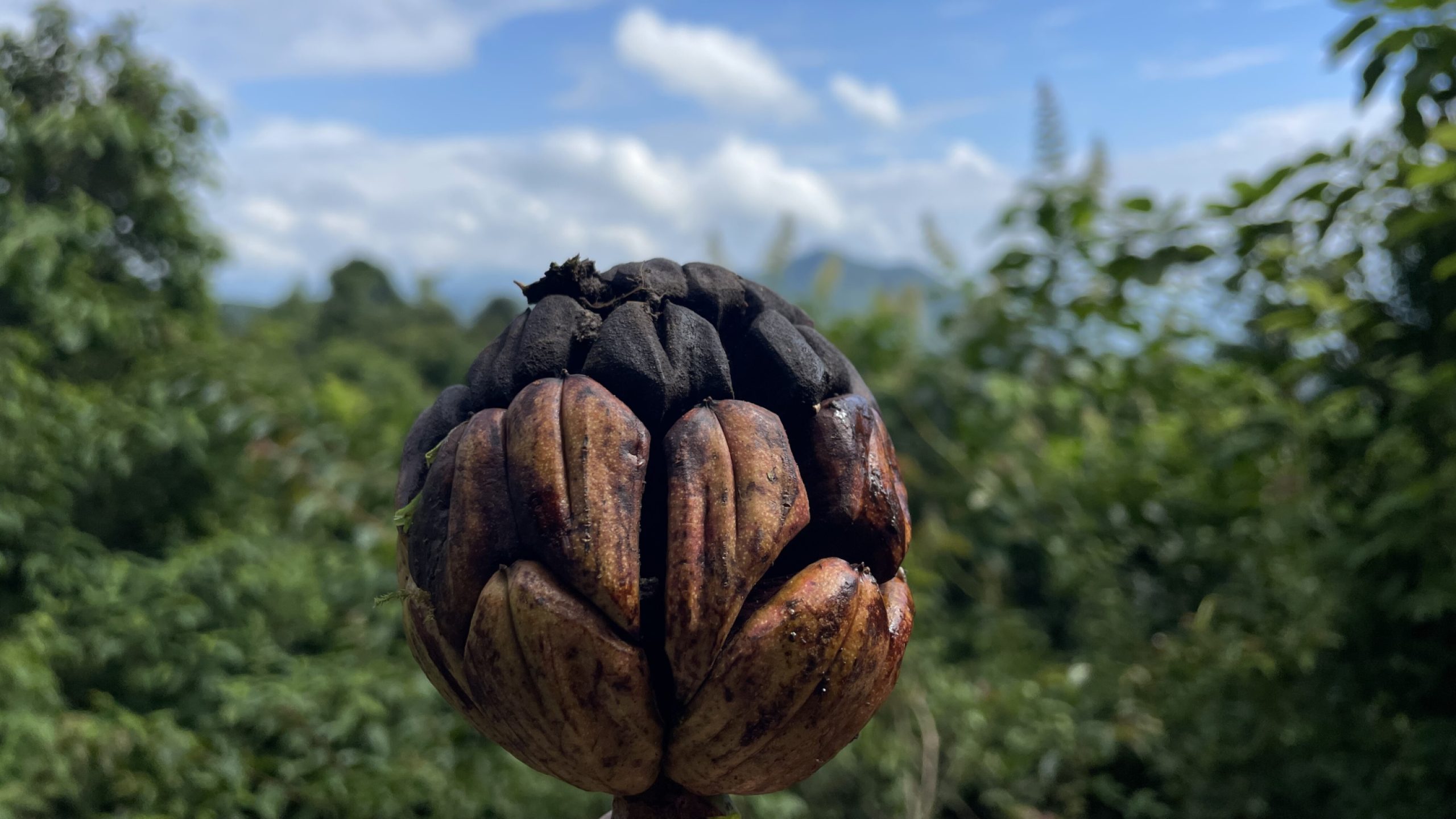 Co-management to Conserve Endangered Magnolia Species in Malipo Key ...
