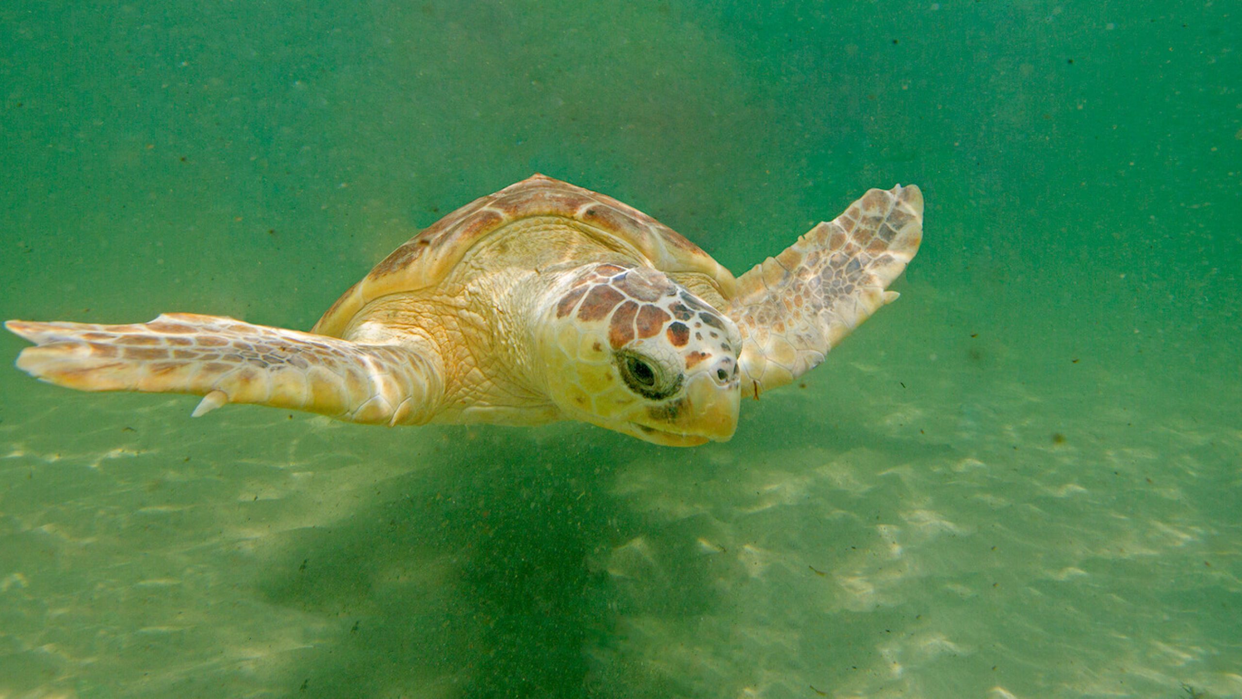 NastNet: A Network to Boost Sea Turtle Conservation in North Africa ...