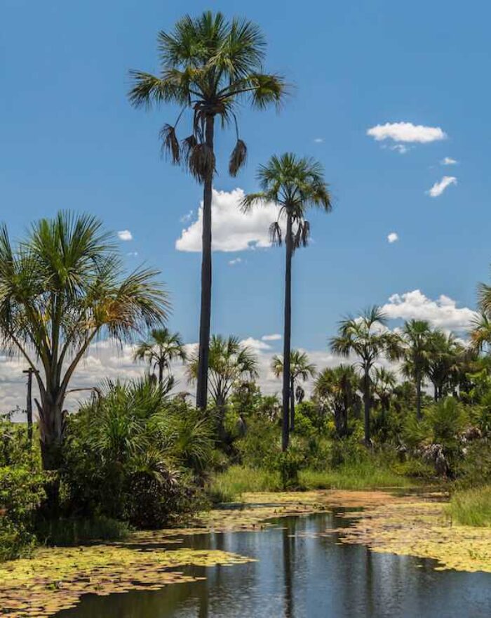 Cerrado | CEPF