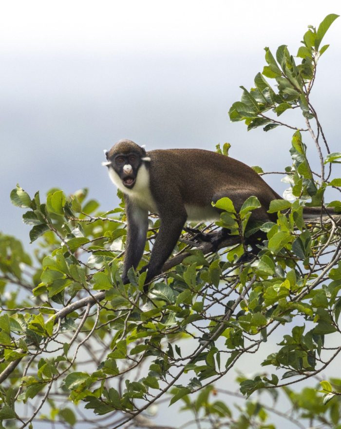 Guinean Forests of West Africa | CEPF