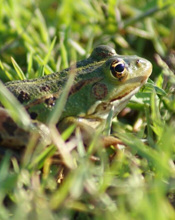 Mediterranean Basin | CEPF