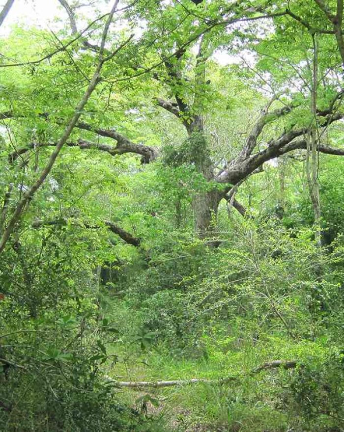 Conservation and Sustainable Development of Muyuni Forest Key ...