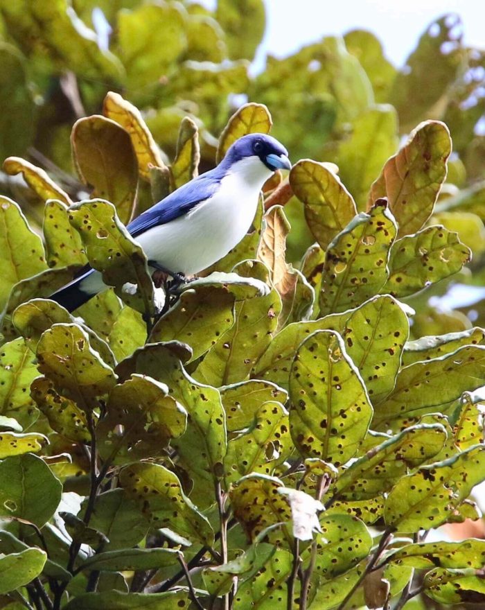 Regeneration of the Coral Reefs on Sakatia Island, Madagascar | Page 329 | CEPF | CEPF