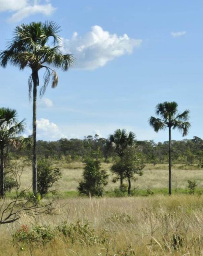 Cerrado | CEPF