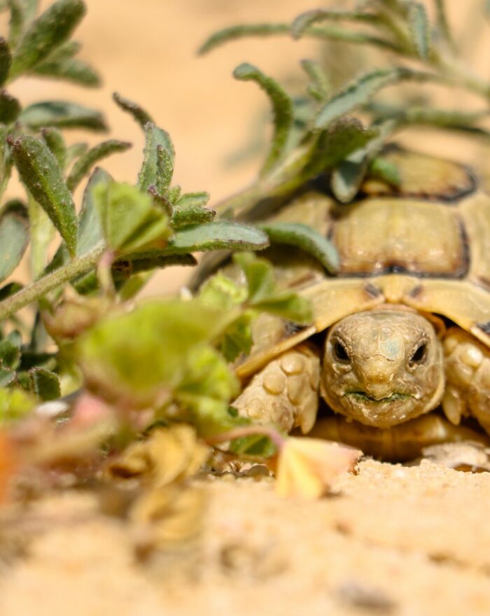 Mediterranean Basin | CEPF