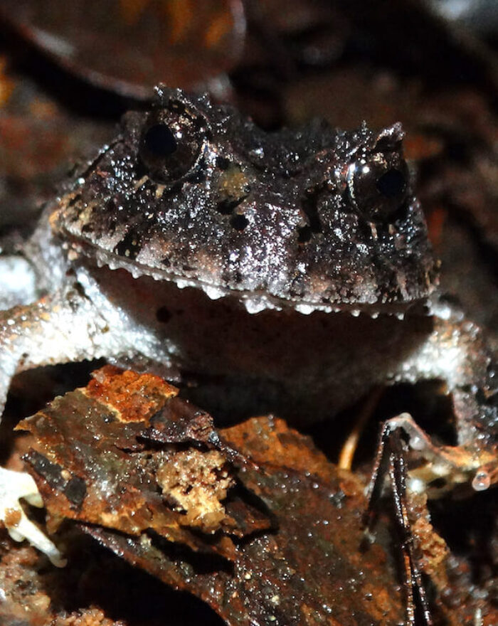 Tropical Andes | CEPF