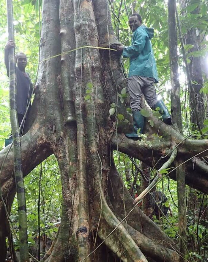 Guinean Forests of West Africa | CEPF