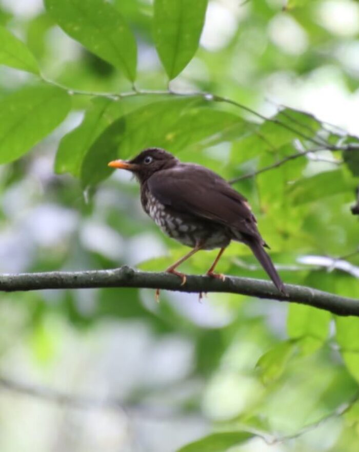 Consolidation of International Efforts to Conserve of Rare Birds of ...