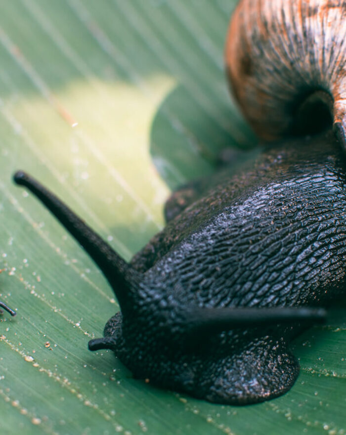 Guinean Forests of West Africa | CEPF