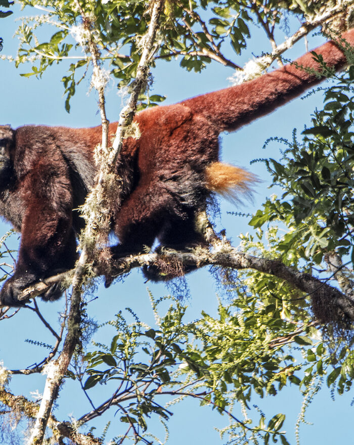 Tropical Andes | CEPF