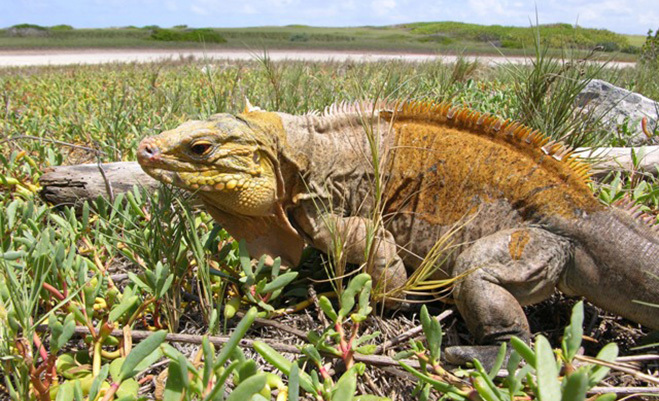 5 Success Stories From The Caribbean | CEPF