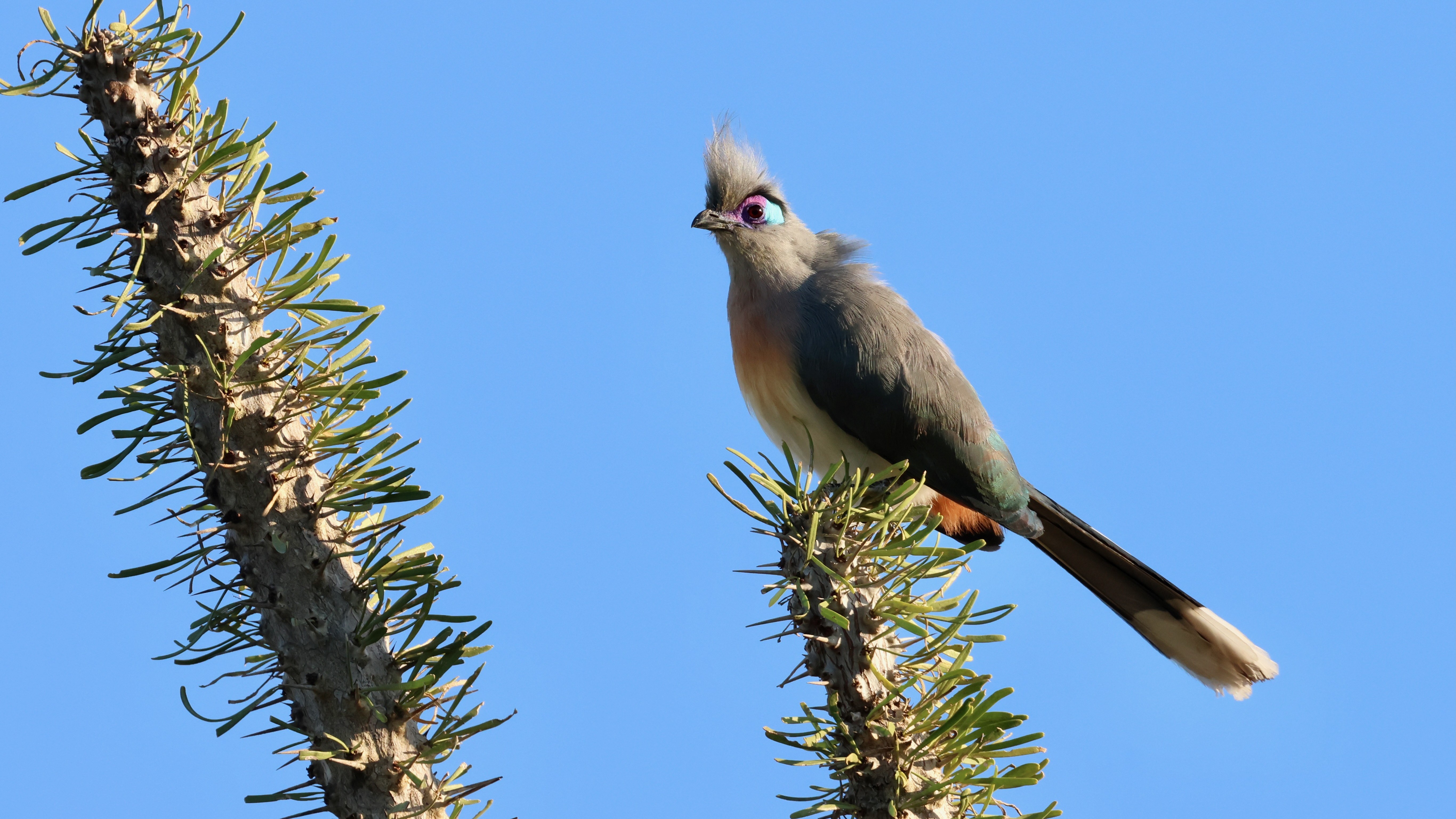 Development of a Long-Term Vision for the Madagascar and the Indian Ocean Islands Biodiversity ...